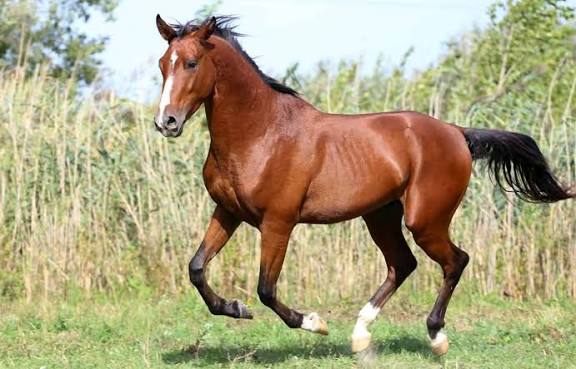 العلوم | English Language Worksheets | 8331976