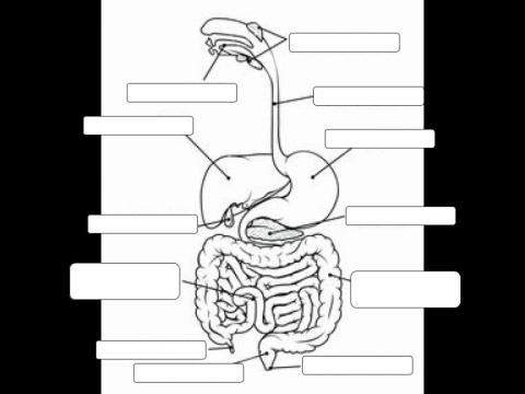 digestive system labelling activity