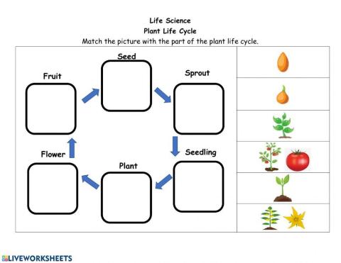 plant life cycle worksheet