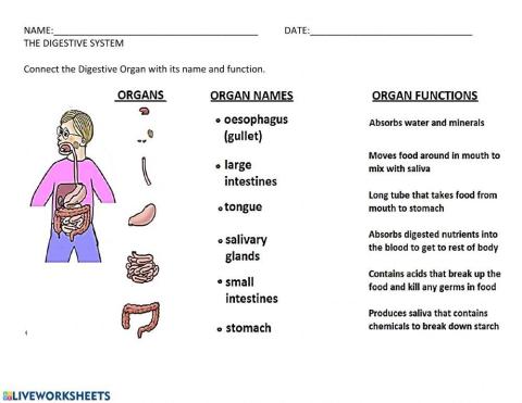 digestive system functions activity