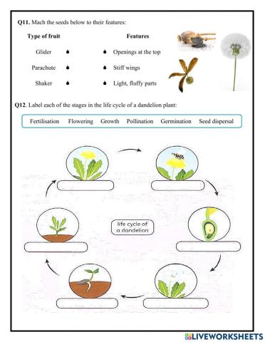 life cycle worksheets year 5
