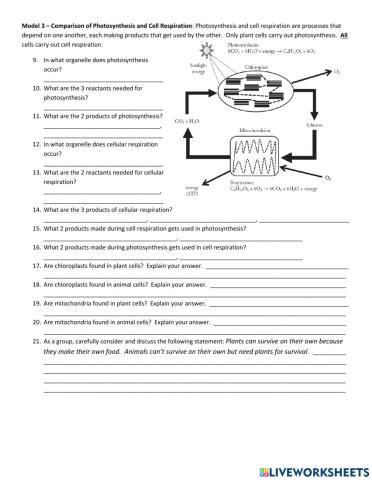 Pogil Photosynthesis Answer Key Lesson Plan | Modeling Photosynthesis