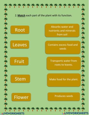 plant structure and function worksheet