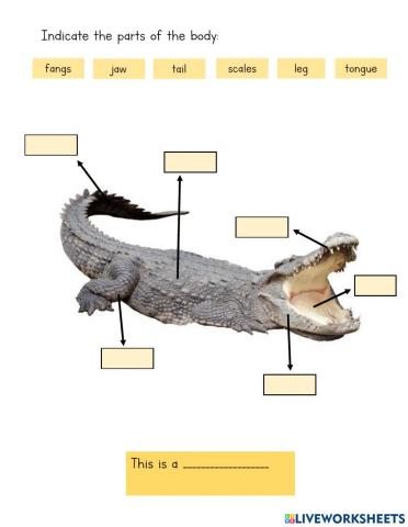 labelled crocodile