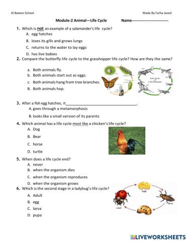 life cycle worksheets year 5