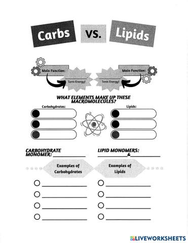 lipids structure and function worksheet
