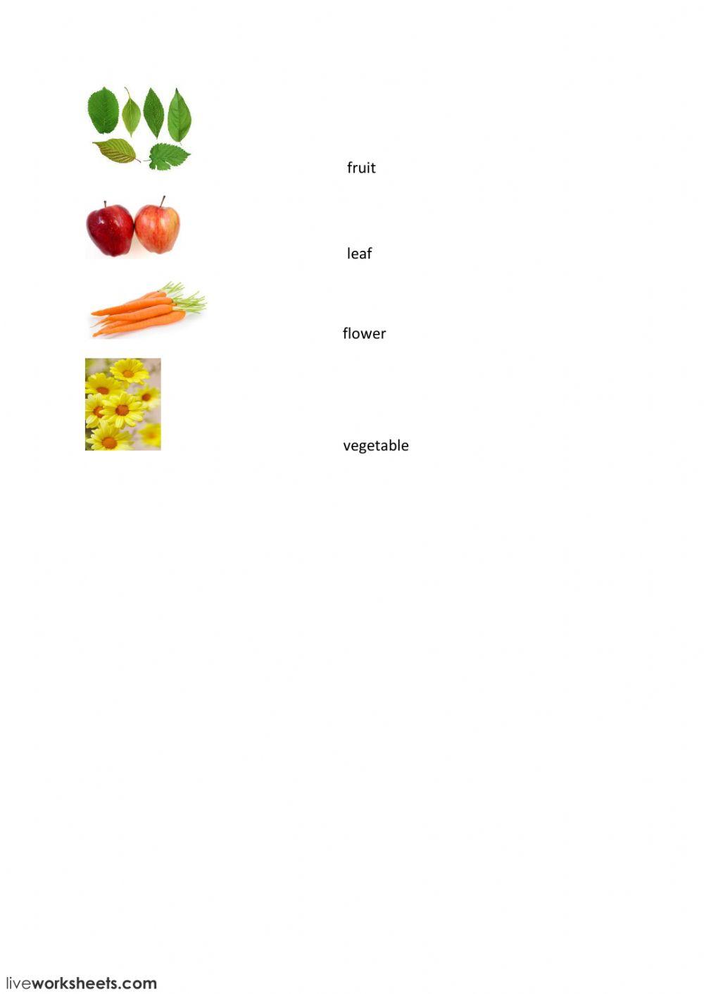 parts of a tree worksheet | Live Worksheets