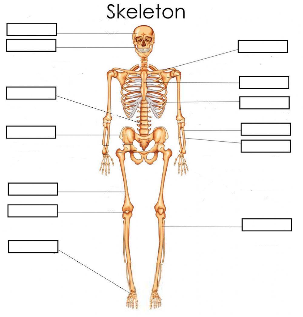 Human Body Bones Blank