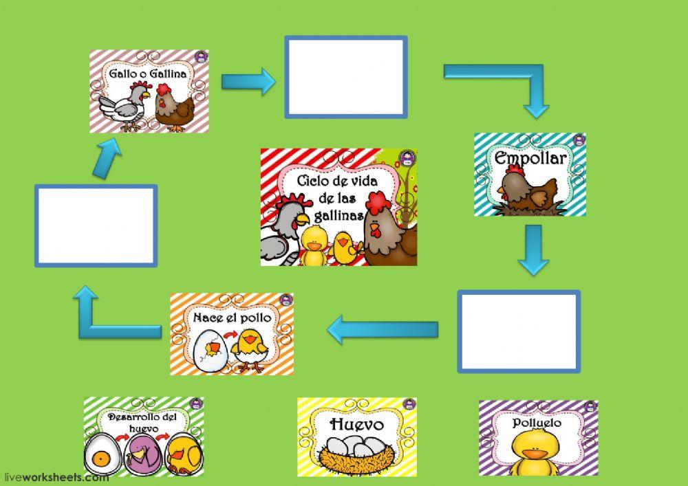 Ciclo De Vida De Un Huevo De Gallina