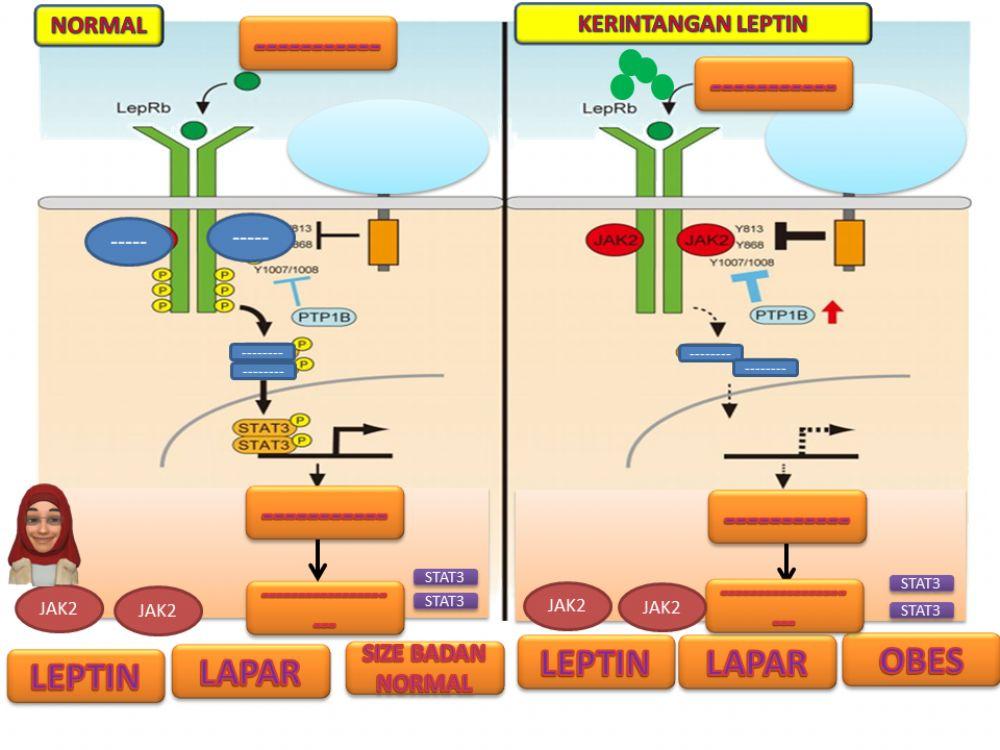 Leptin Pathway worksheet | Live Worksheets