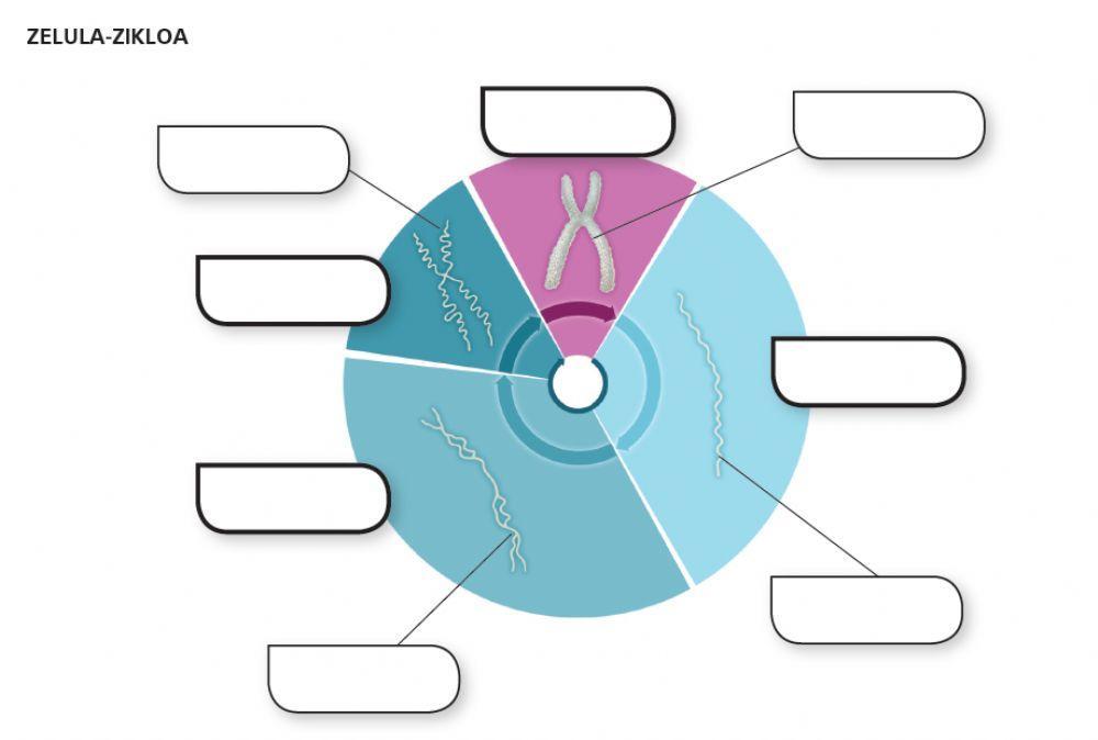 Zelula-zikloa worksheet | Live Worksheets