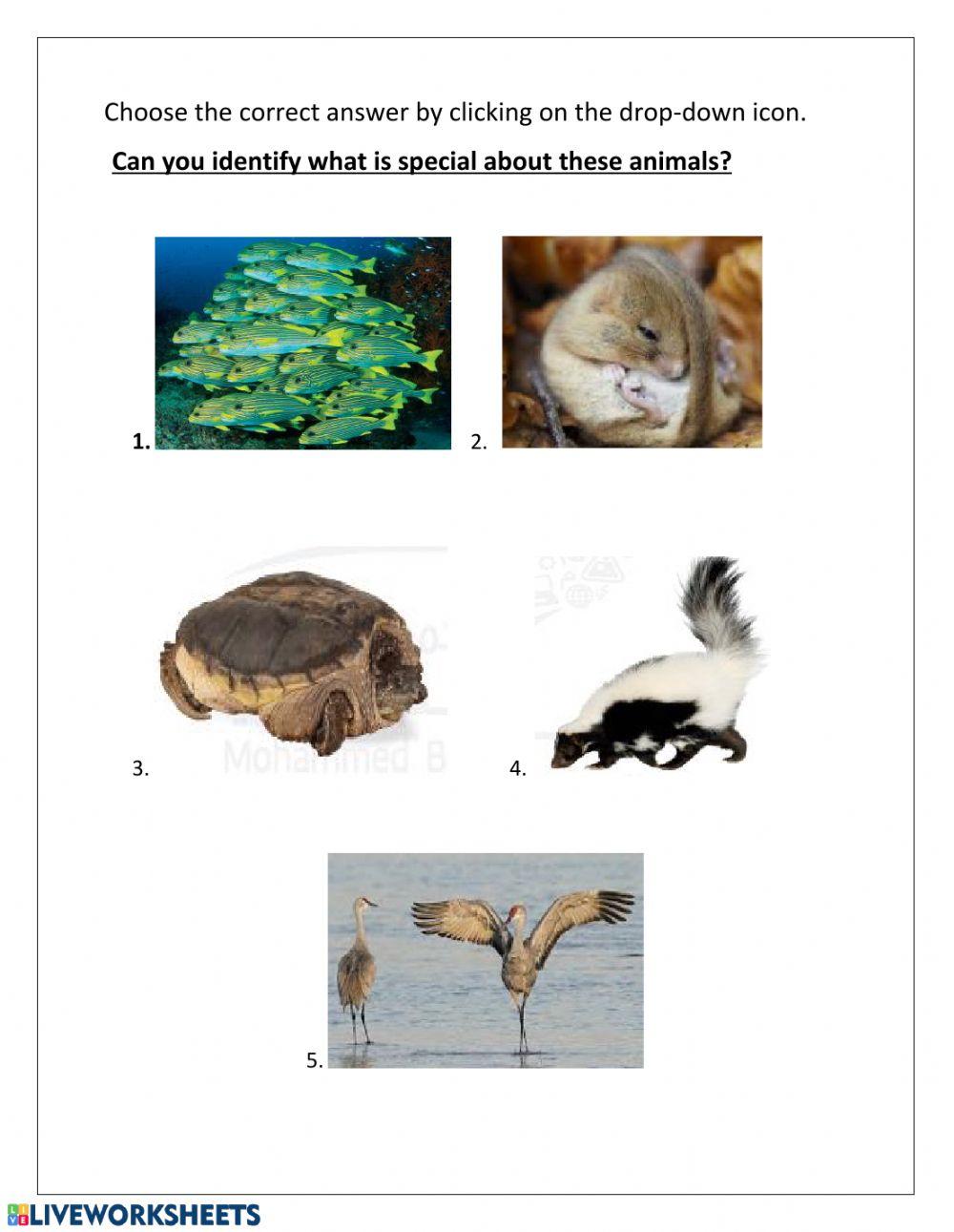 411598 | Staying alive 2 | Rupam kumari | LiveWorksheets