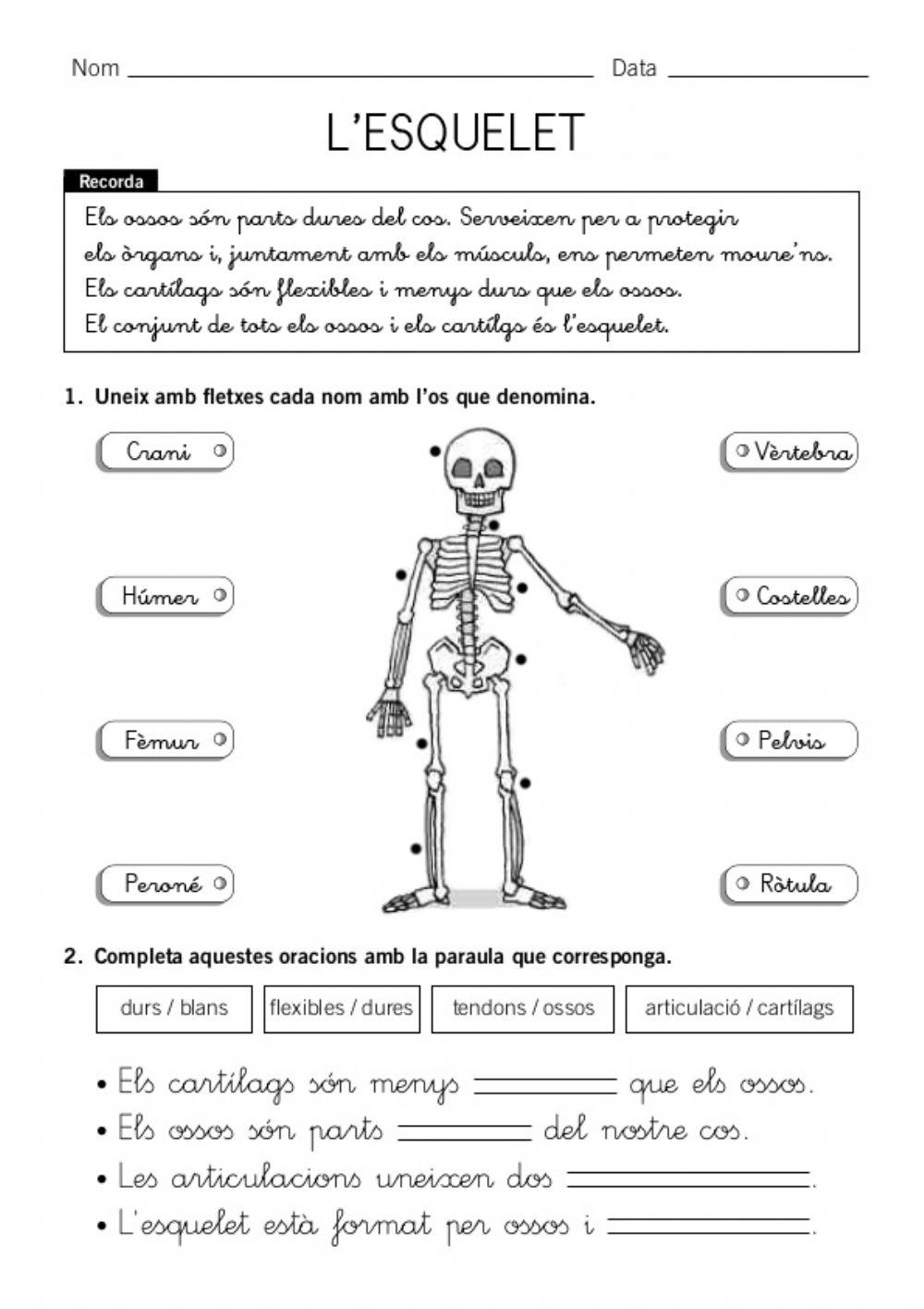 L'ESQUELET online exercise for | Live Worksheets