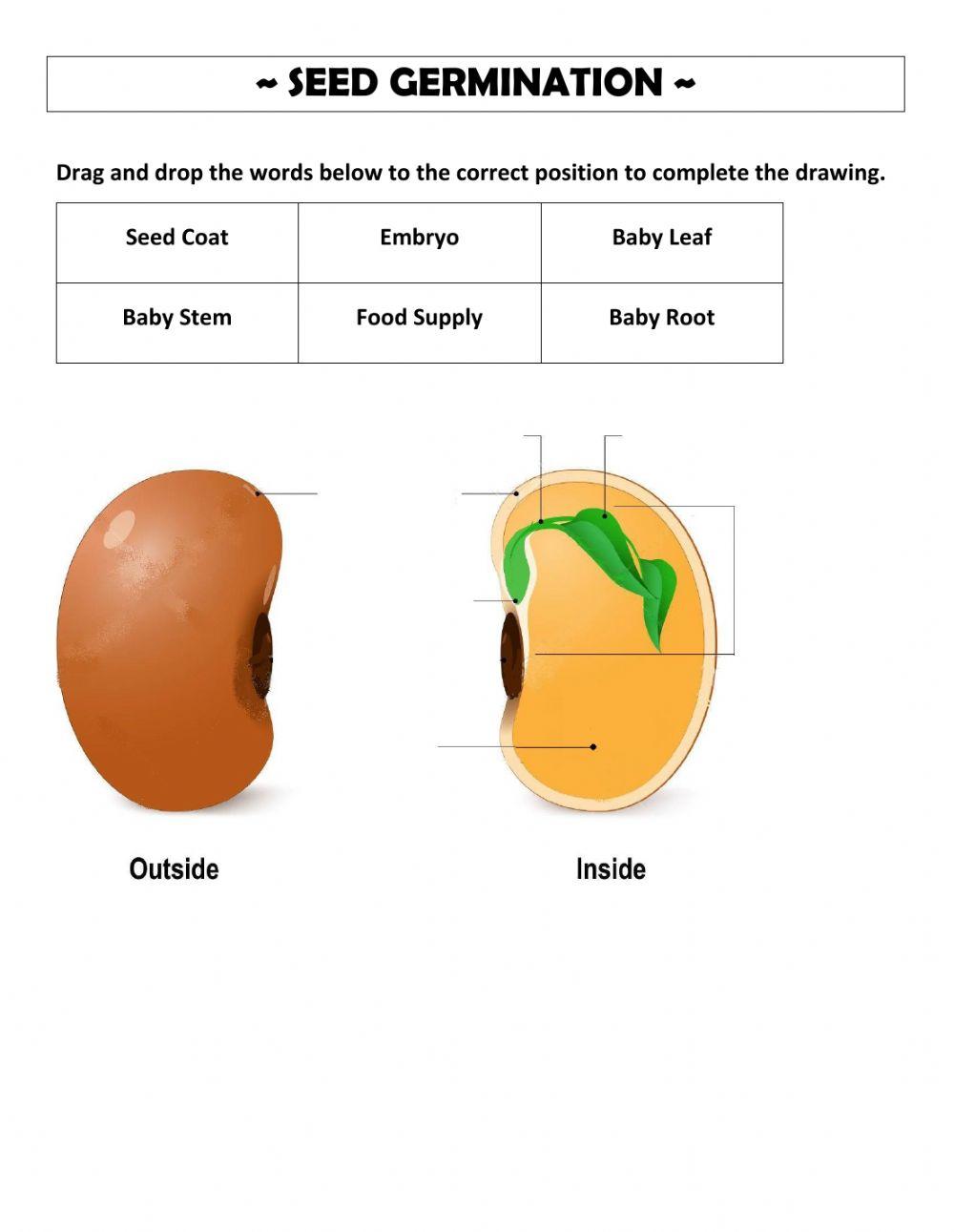Germination Con… | Free Interactive Worksheets | 413516