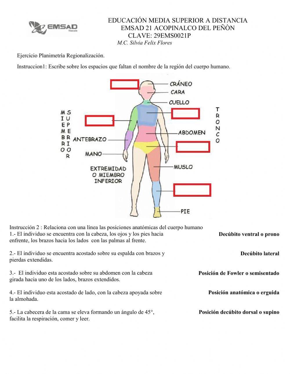 Regiones Del Cuerpo Humano