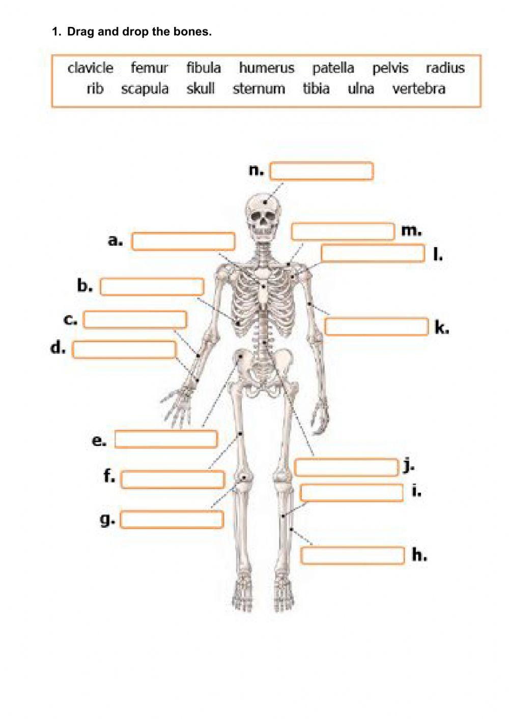 bones-muscles 6th grade online exercise for | Live Worksheets