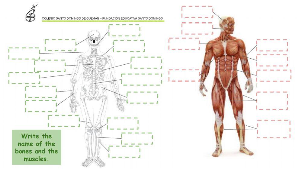 Locomotor system | Free Interactive Worksheets | 419832