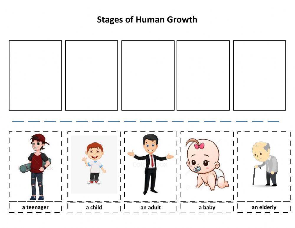 Human Life Stages Worksheet