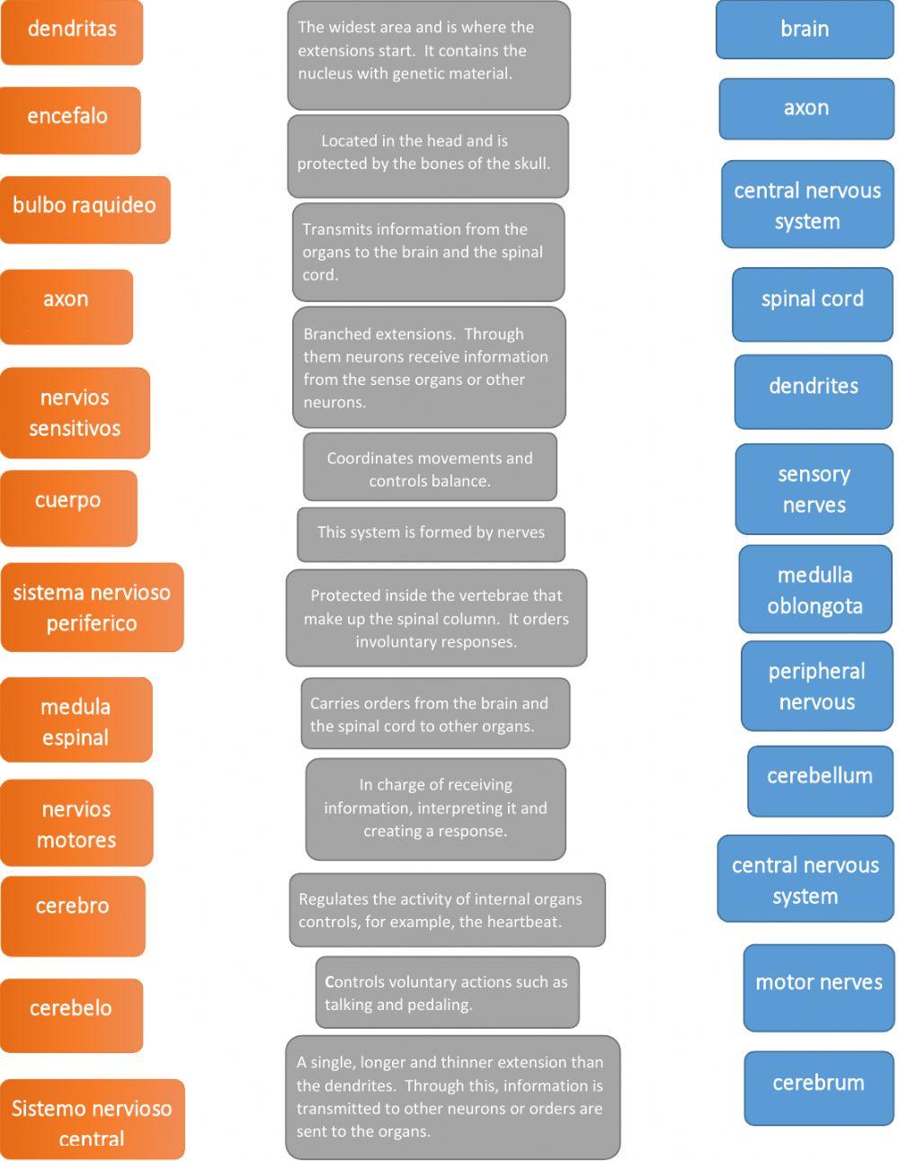 Nervous system matching worksheet | Live Worksheets