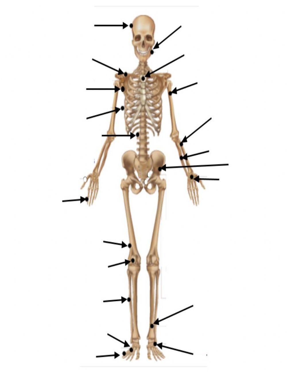 blank skeletal system
