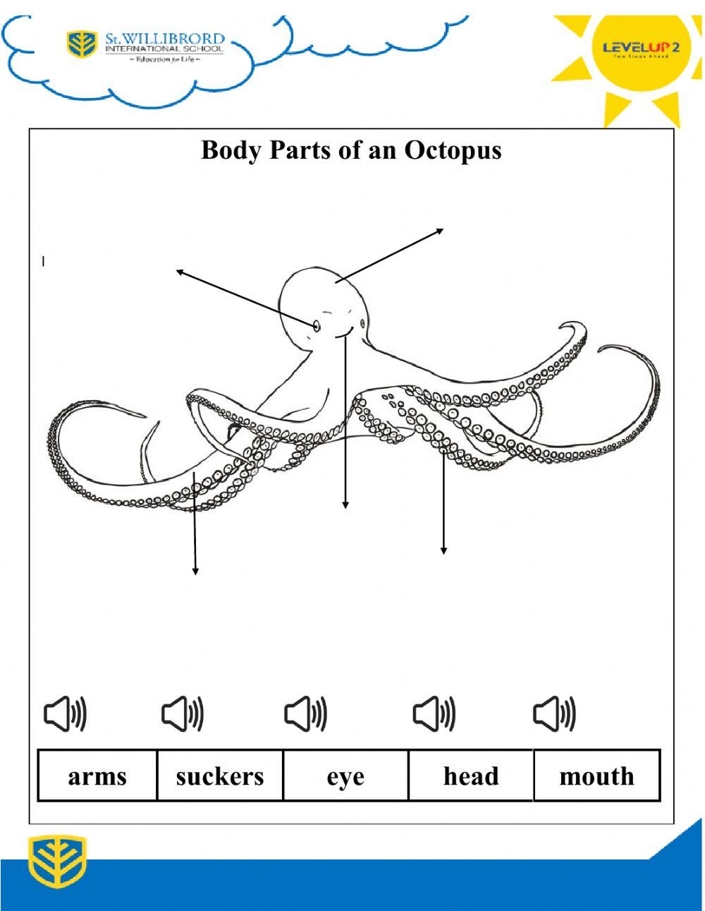 6145139 | Body Parts of an Octopus | swisboisar3
