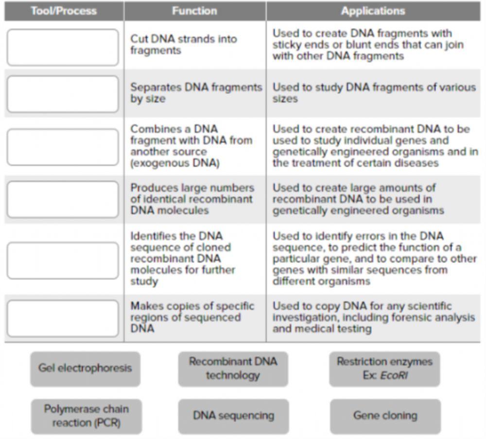 6145176 | Genetic Engineering Interactive Table | Richa