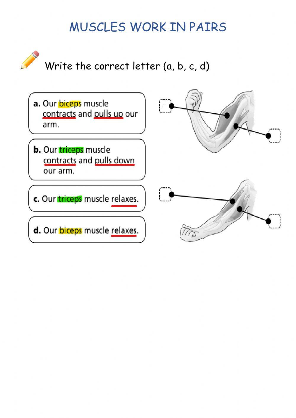 Muscles work in pairs 1800 | Silvia | Live Worksheets