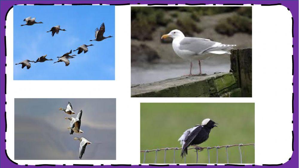 430838 | Biology | LilScholarTeacher | LiveWorksheets