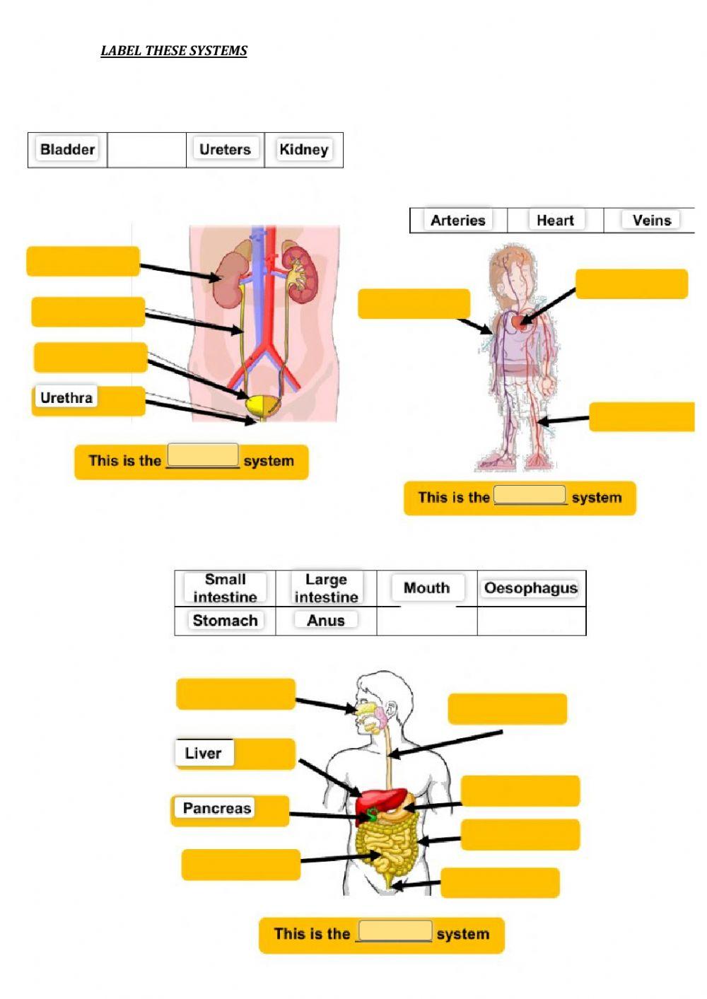 Label these body systems 0249 | Antonio Sánchez