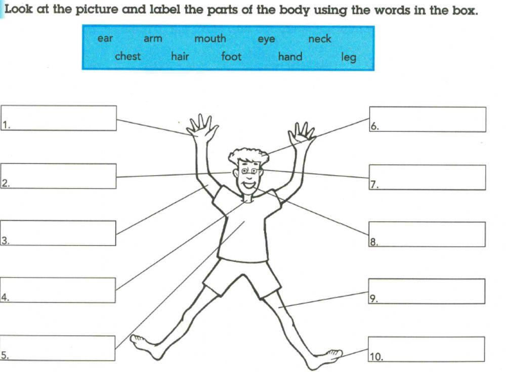 Body parts online exercise for Secundaria | Live Worksheets