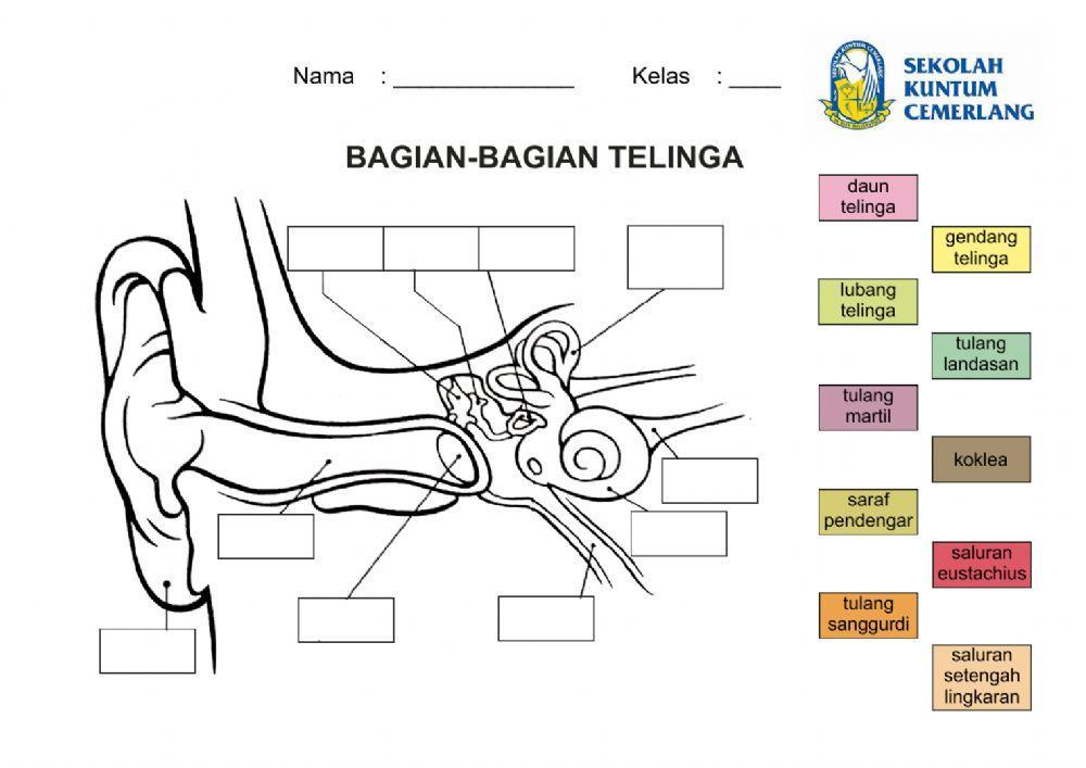433033 | Bagian-Bagian Telinga | Dani Rohendi