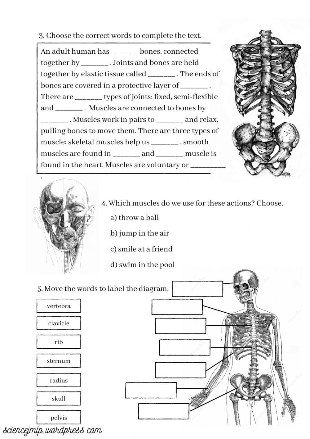 6152933 | Bones, Joints and Muscles | Carly_Mc