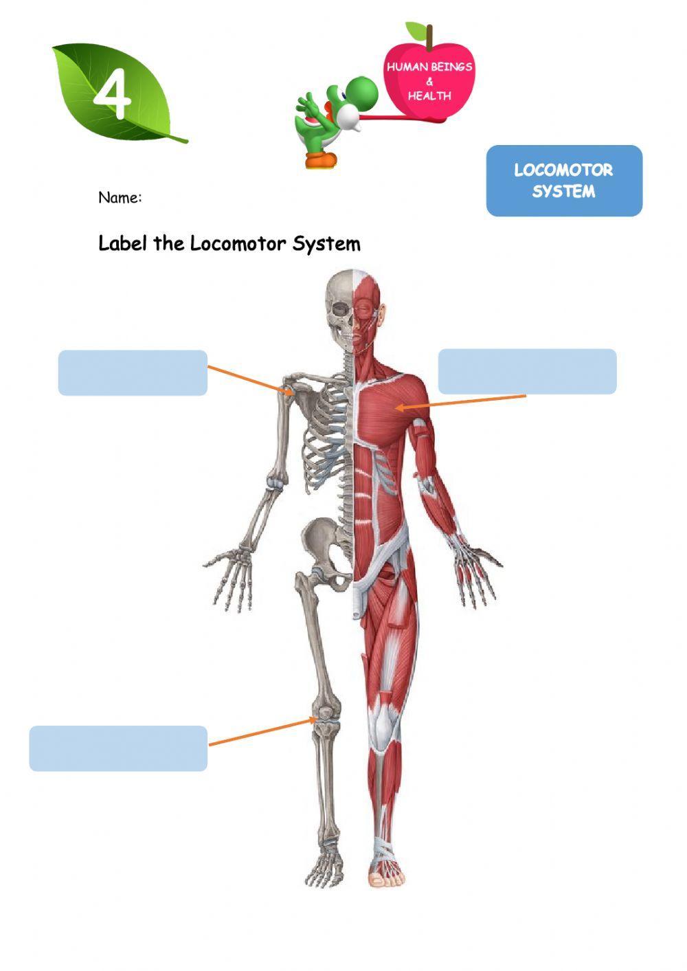 Locomotor System exercise | Live Worksheets