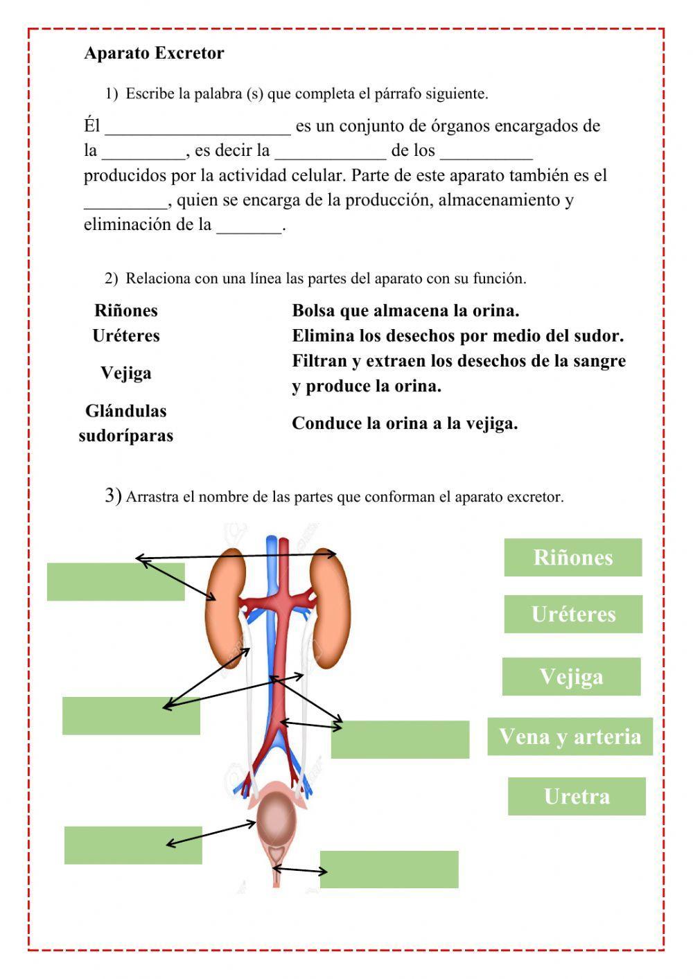 Atividades Sistema Excretor 5 Ano - RETOEDU Atividades Sistema Excretor 5 Ano - RETOEDU