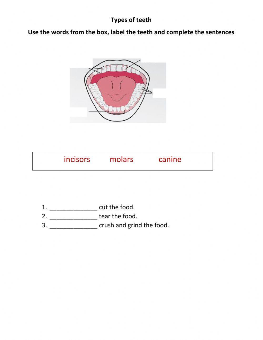 Types of teeth | Free Interactive Worksheets | 440929