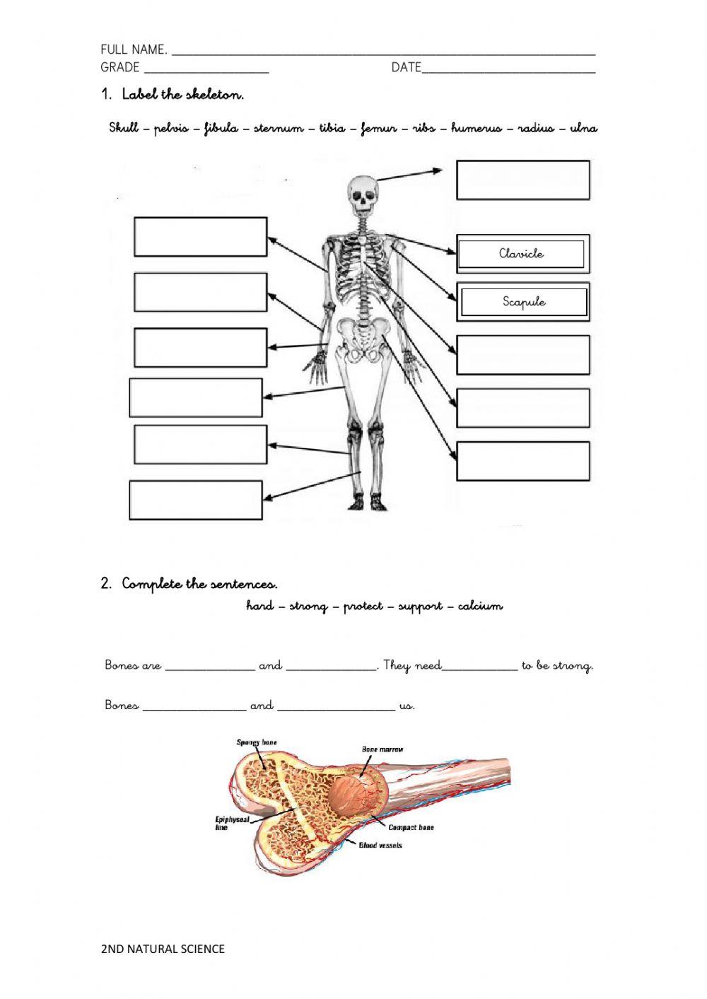 Locomotor system | Free Interactive Worksheets | 444592