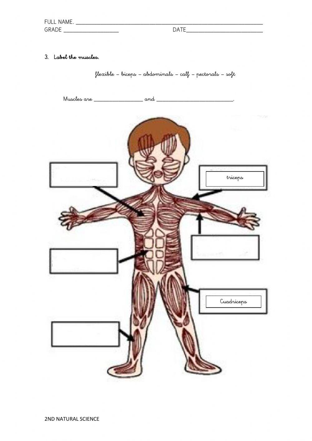 Locomotor system | Free Interactive Worksheets | 444592