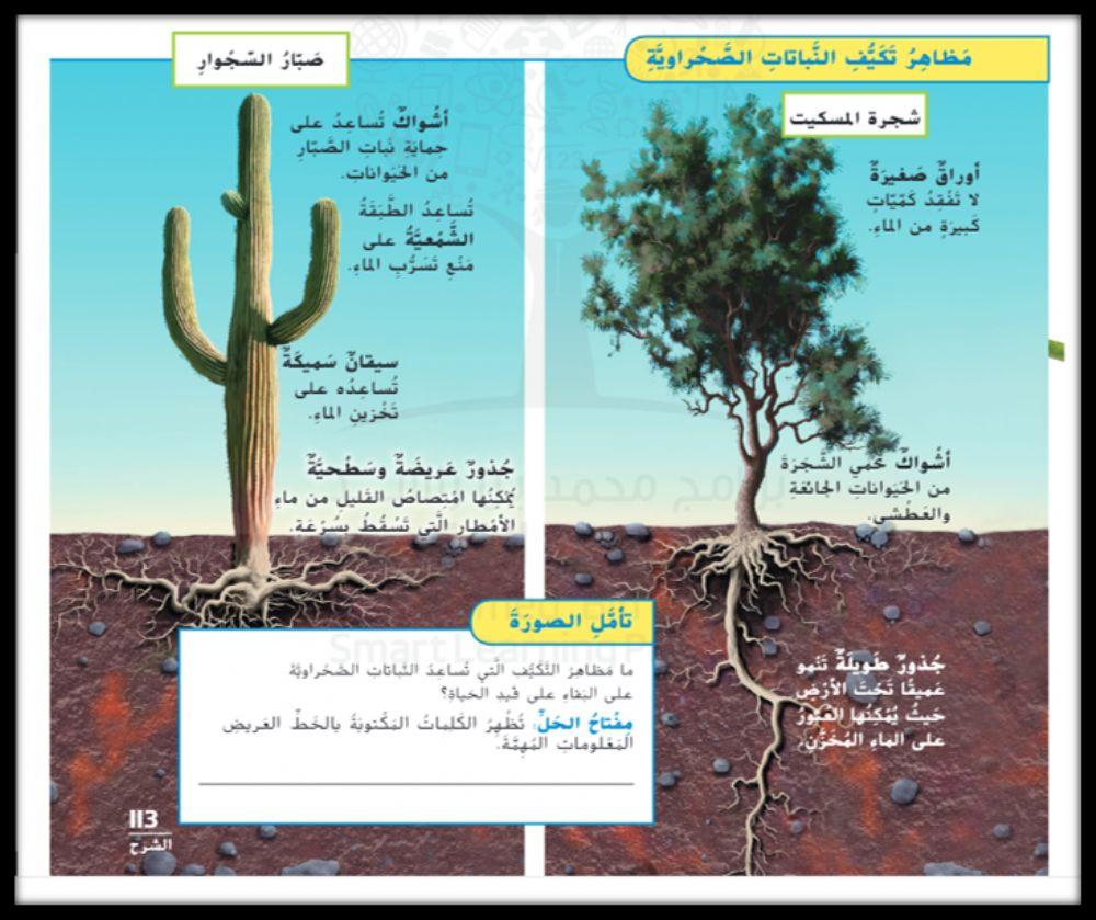 التكيف في النباتات الصحراوية Online Exercise For Live Worksheets