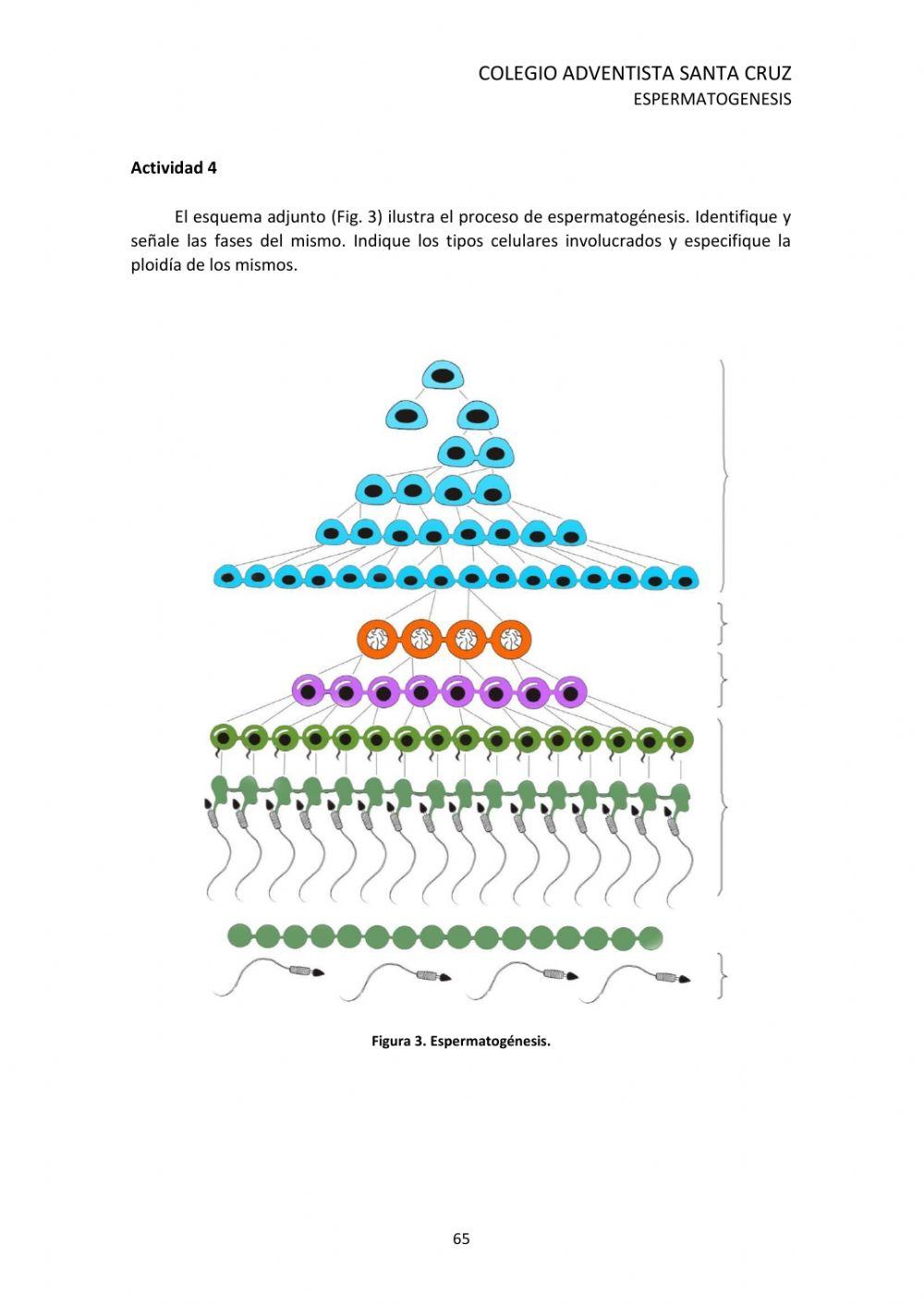 espermatogenesis esquema