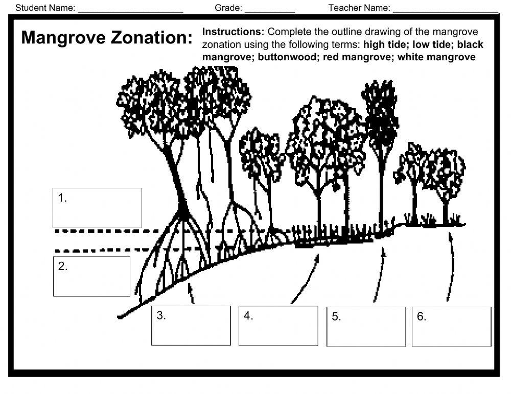 Mangrove Zonation Profile 448718 | DeanBiology