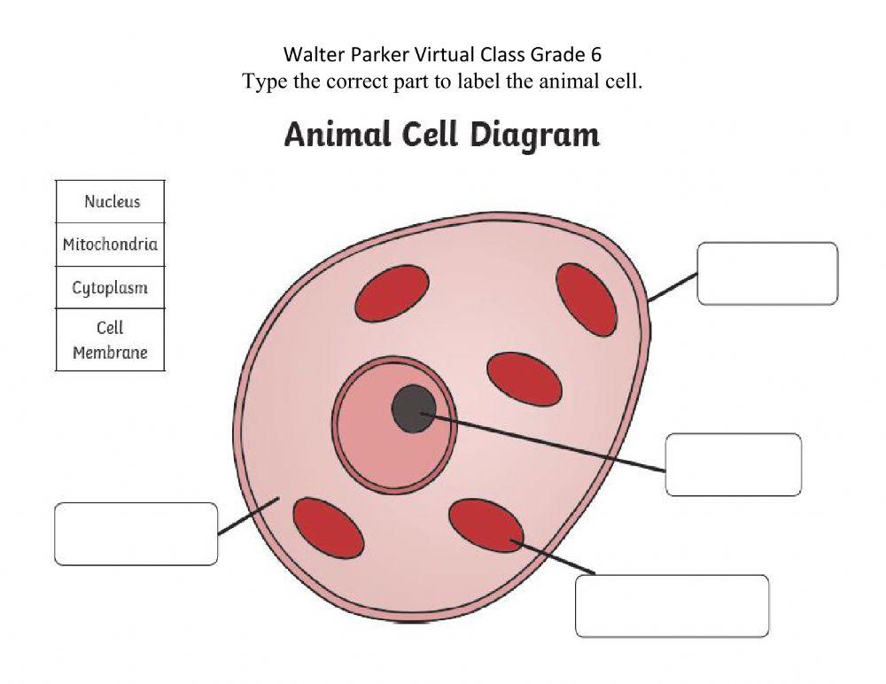 Parts Of An Animal Cell Worksheet Answers at Neil Cartwright blog