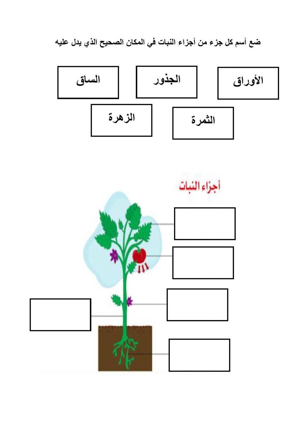 4365566 | hgkfhj | jwahir | LiveWorksheets