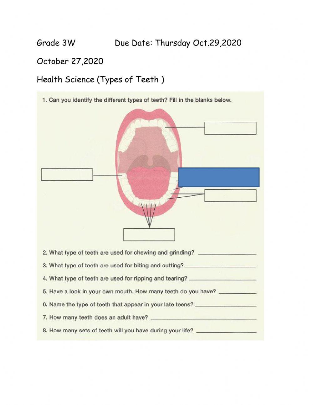 Types of Teeth online exercise for | Live Worksheets