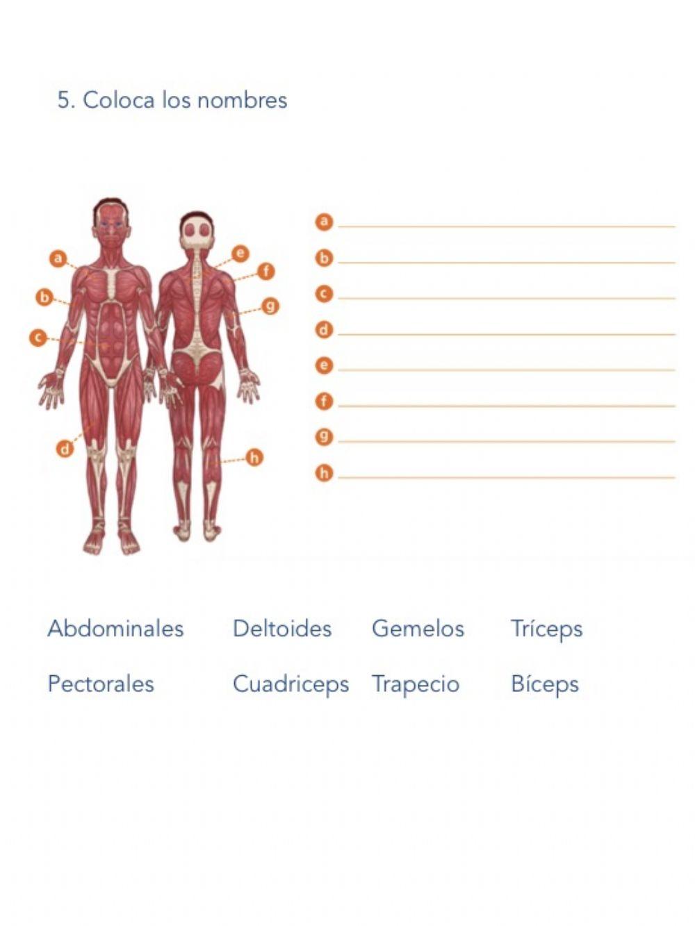 Músculos online worksheet for 4ºEP | Live Worksheets