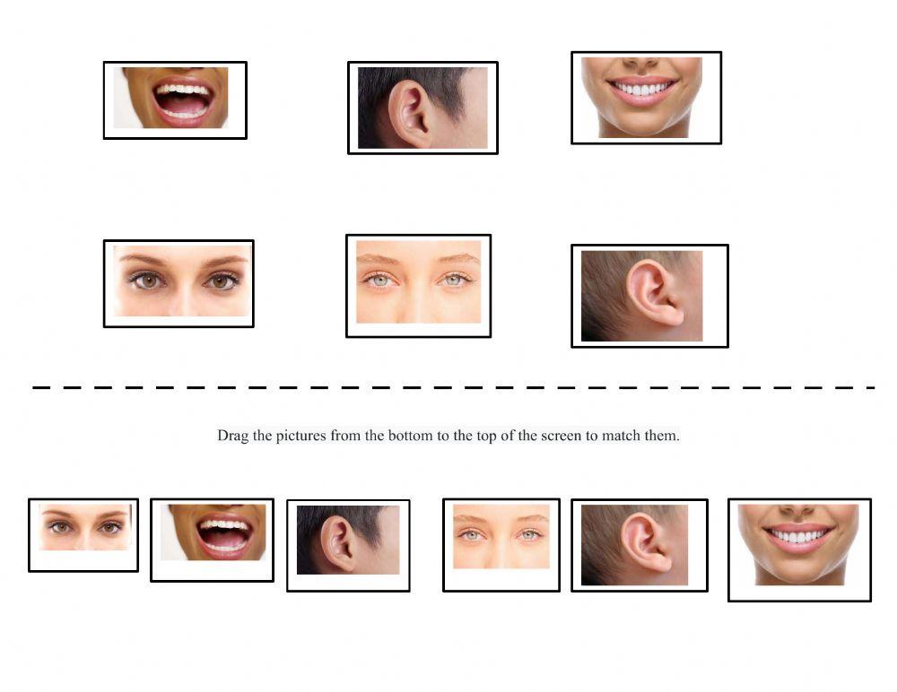 Match eyes, mouth,ears worksheet | Live Worksheets
