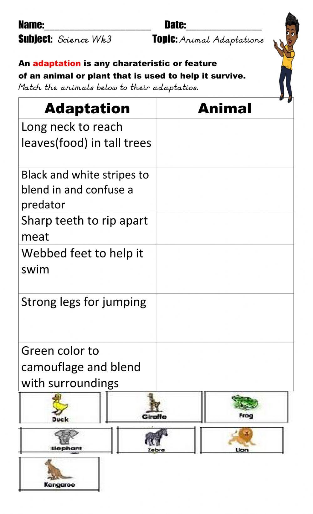 Animal Adaptation Worksheet