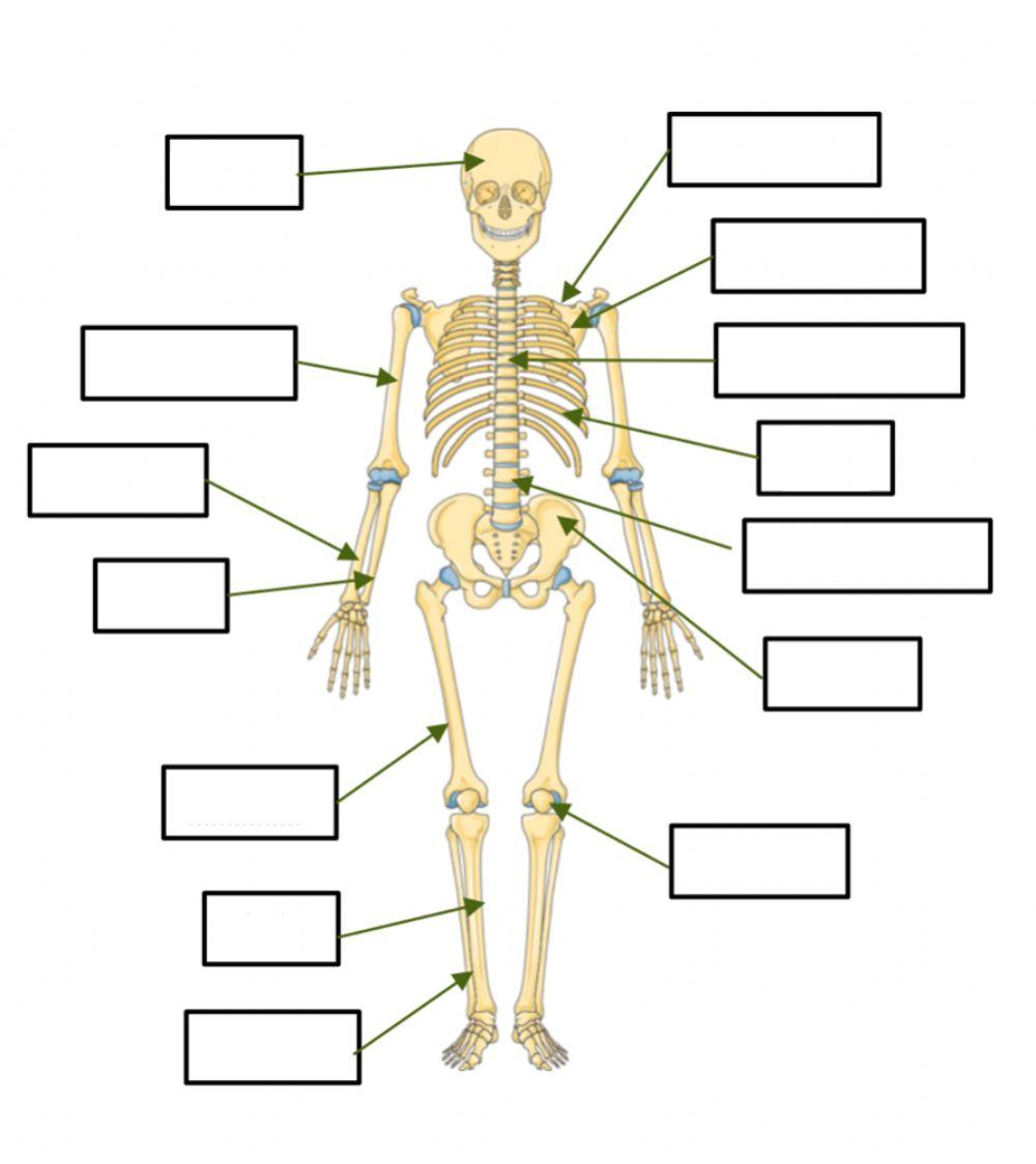 The skeleton 455137 | Teacher Leire | Live Worksheets