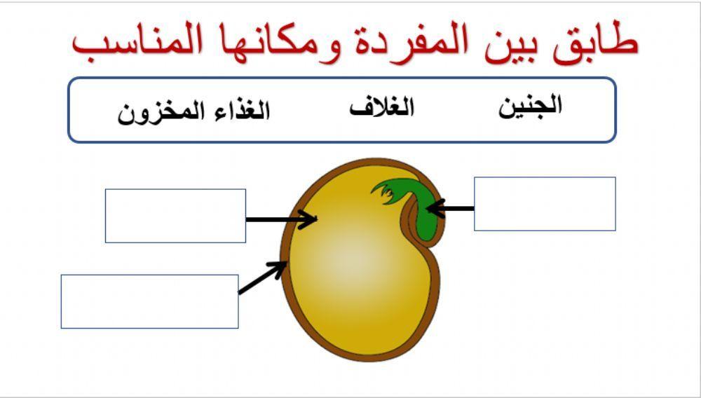 أجزاء البذرة Online Exercise For Live Worksheets