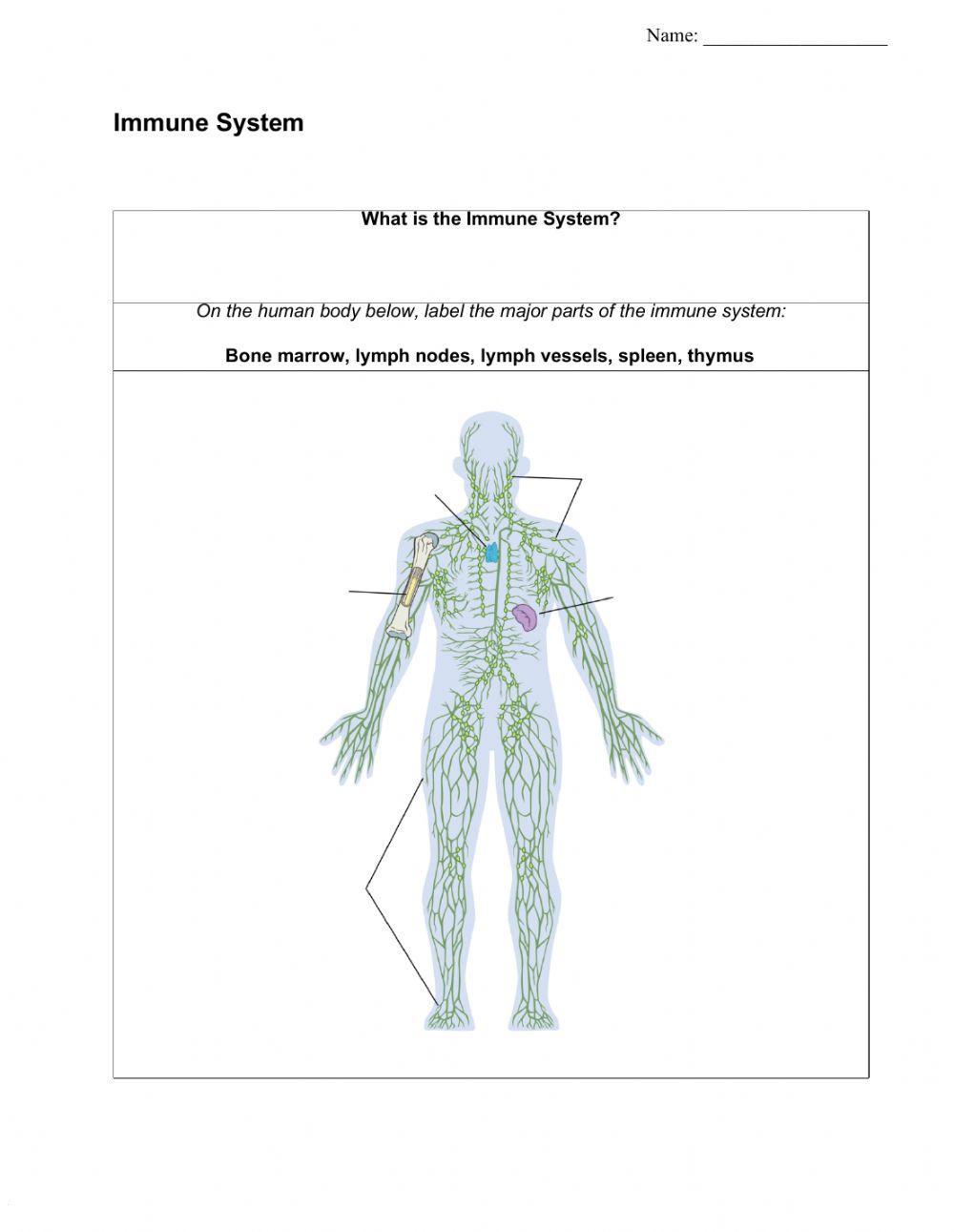 Human Immune System Worksheet human-immune-system-worksheet