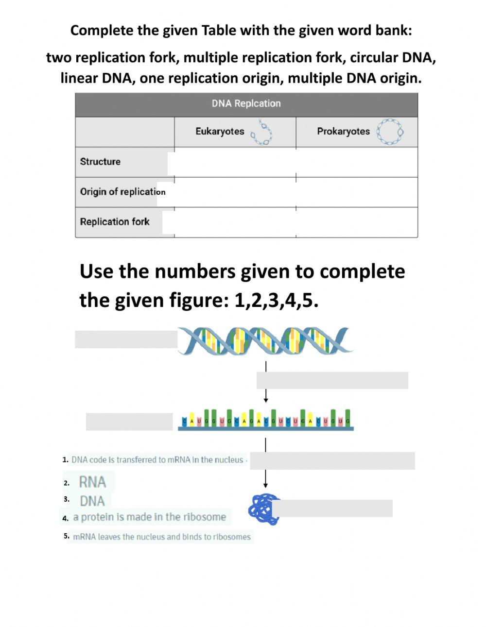 6186572 | DNA central dogma | Na111 | LiveWorksheets